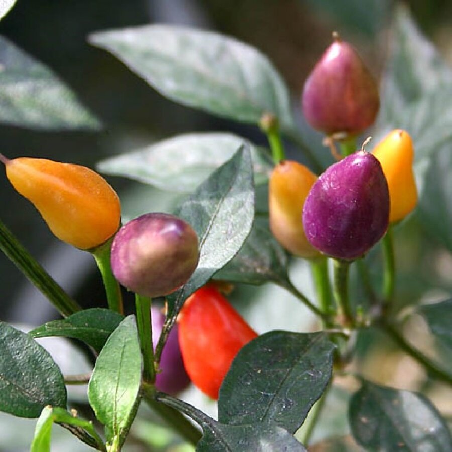 Семена Deodar SEEDS COMPANY Перец острый Боливийская радуга 5 шт.