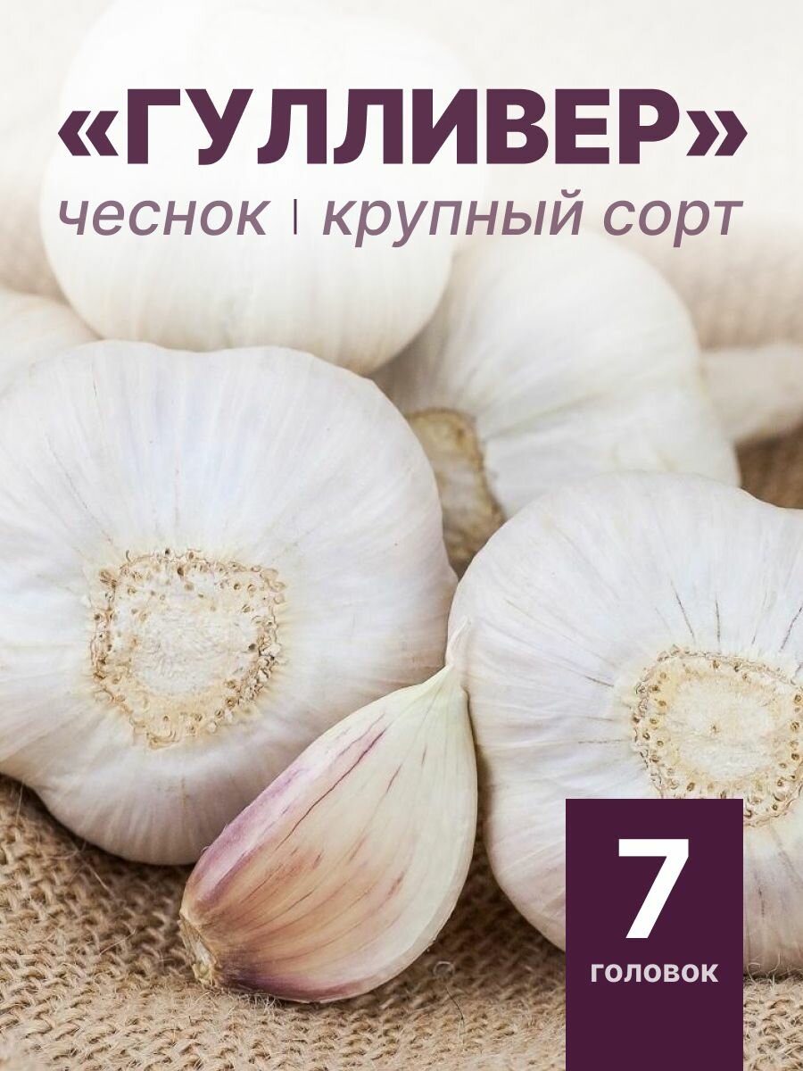 Чеснок крупный на посадку Гулливер 7 головок