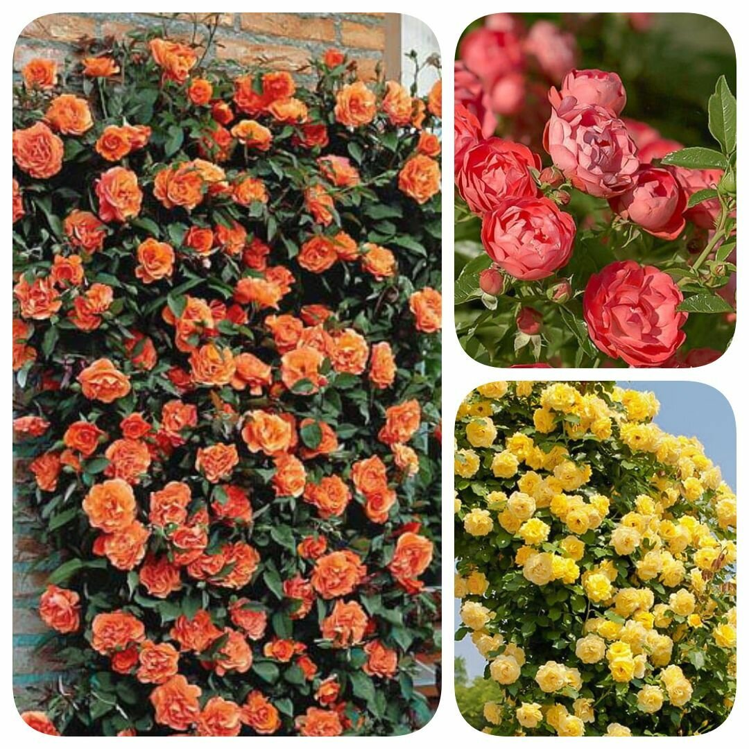 Комплект плетистых роз Морсдаг 3 шт