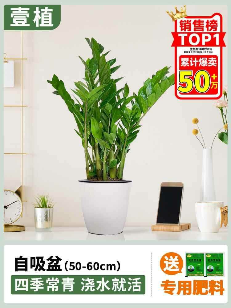 Горячая распродажаДенежное дерево, зеленое растение для интерьера, легкое в уходе, цветок для офиса, счастливое дерево, большой цветочный горшок, денежная гирлянда