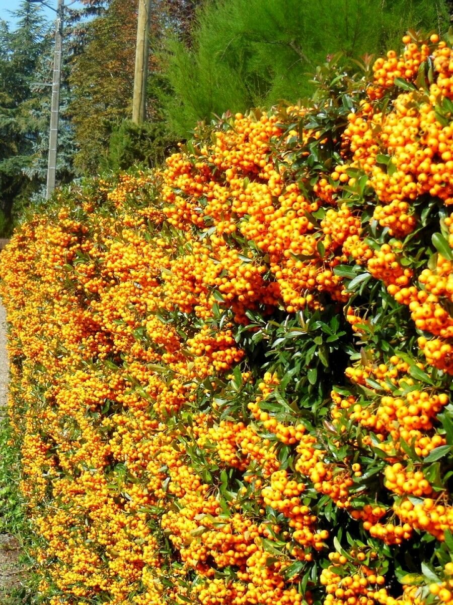 Семена Пираканта шарлаховая желтая (Pyracantha coccinea), 15 штук
