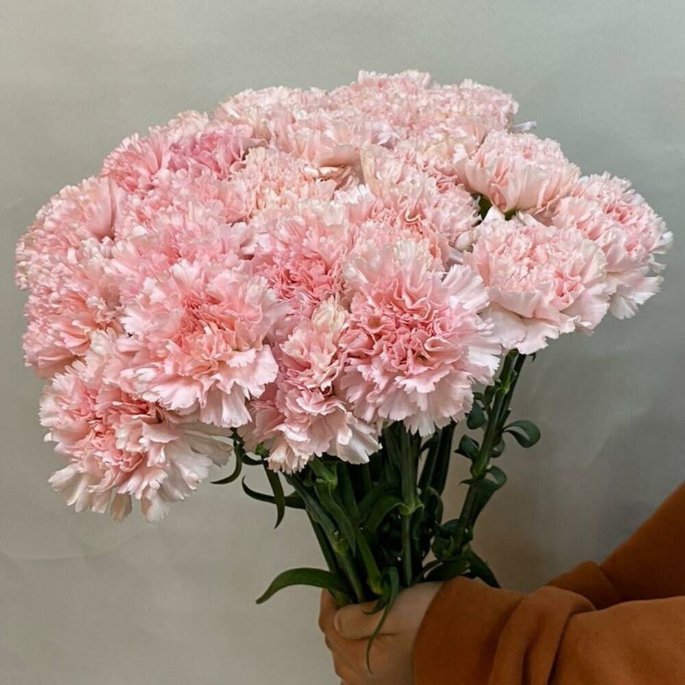 Гвоздика розовая