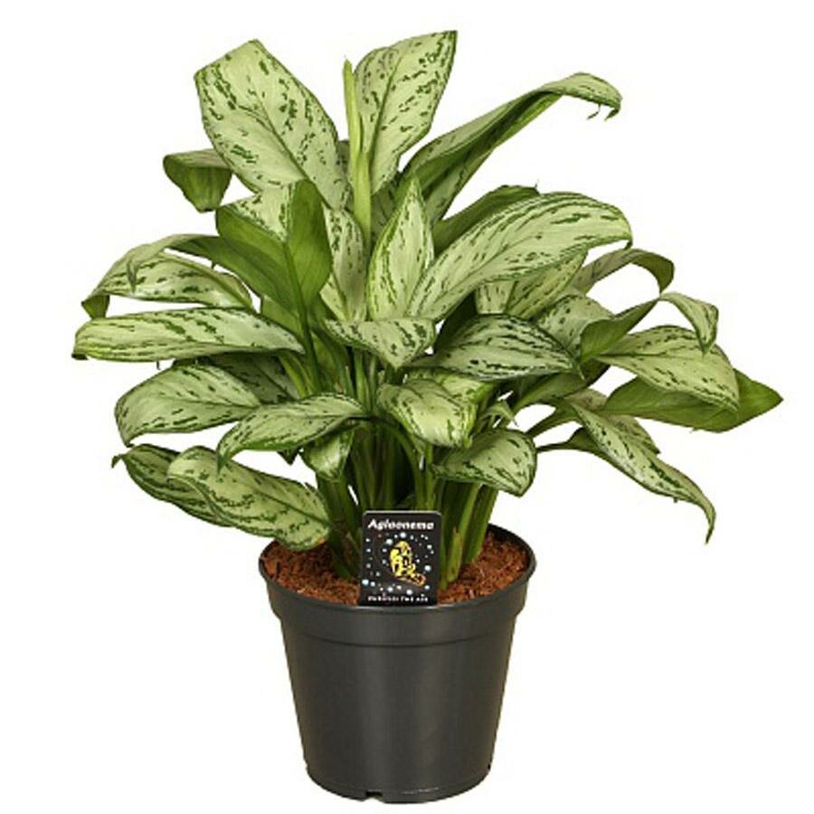 Аглаонема Мария Кристина - Aglaonema Emerald Beauty D12 H40