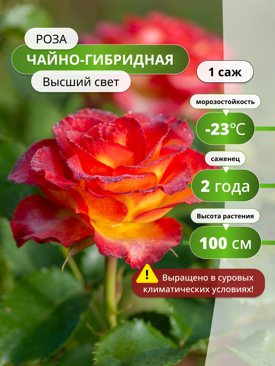 Розы чайно-гибридной "Высший свет", высота 30 см, многолетние, красные/желтые