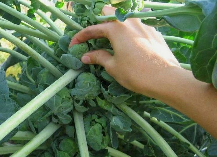 Коллекционные семена капусты брюссельская Касио