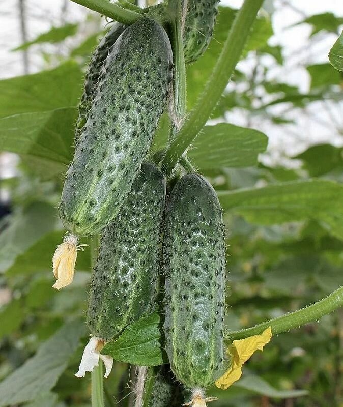 Коллекционные семена огурца F1 Забава