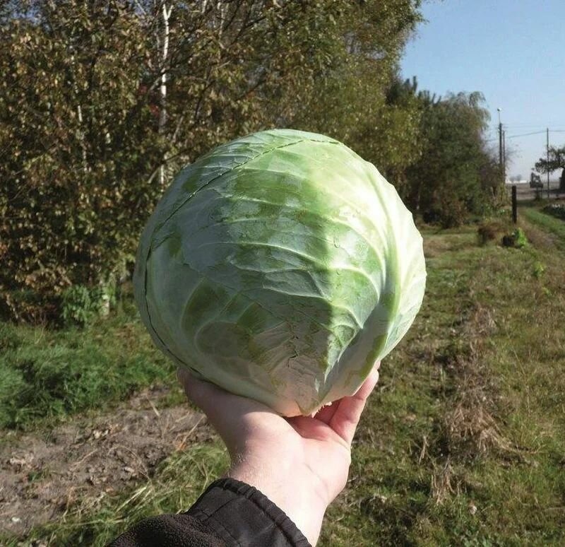 Коллекционные семена капусты б/к F1 Фундакси