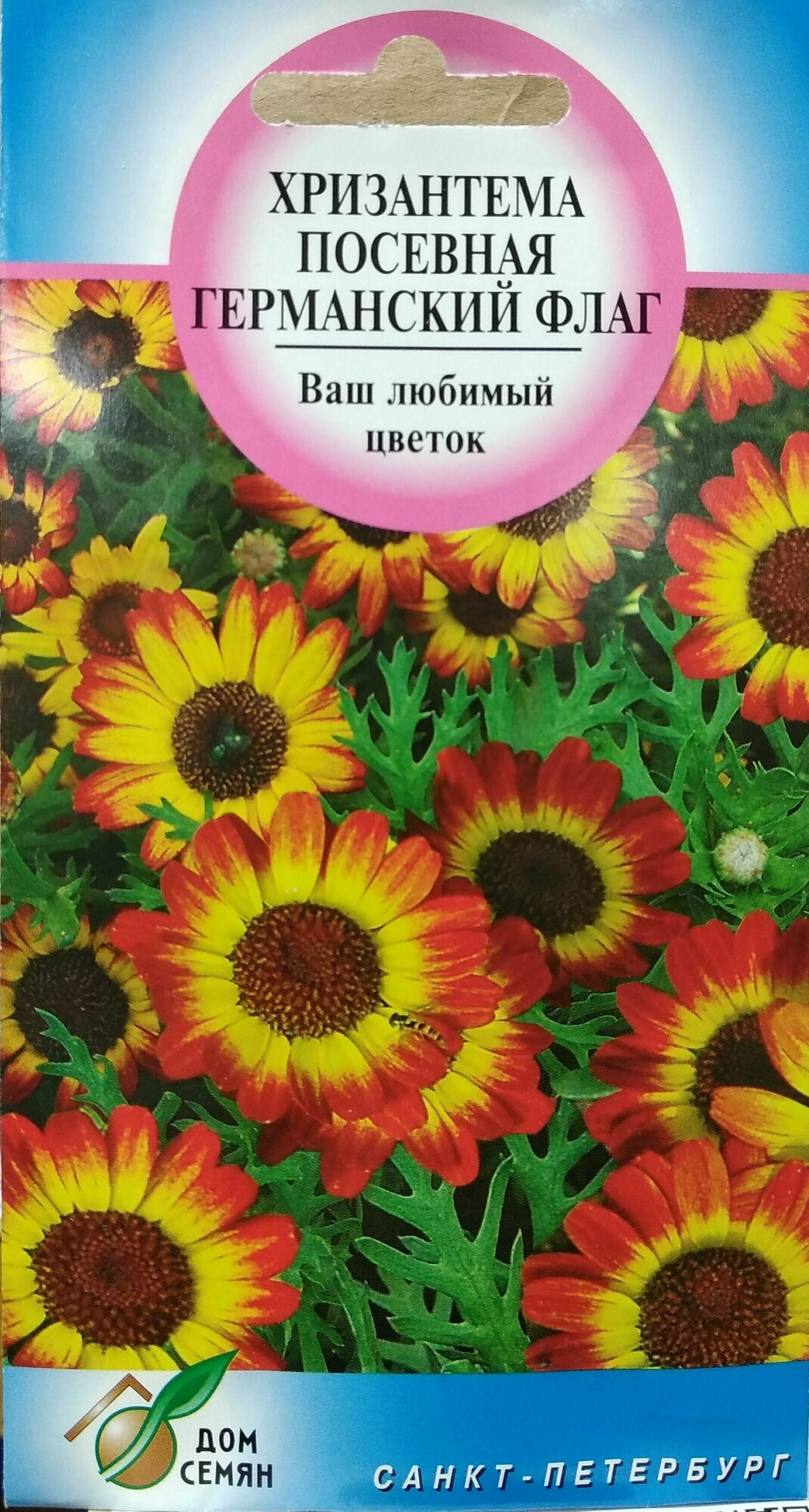 Хризантема Посевная Германский Флаг, неприхотливый однолетник с яркими соцветиями оригинальной окраски для оформления клумбы и букетов , 60 семян