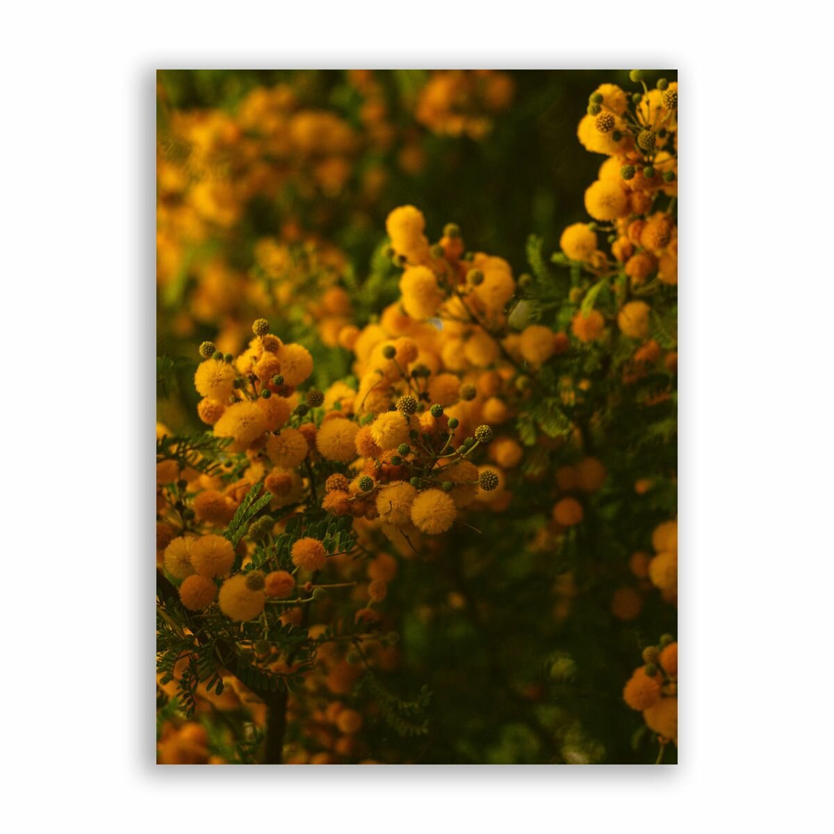 Постер цветы на бумаге / Мимоза / Размер 30 x 40 см