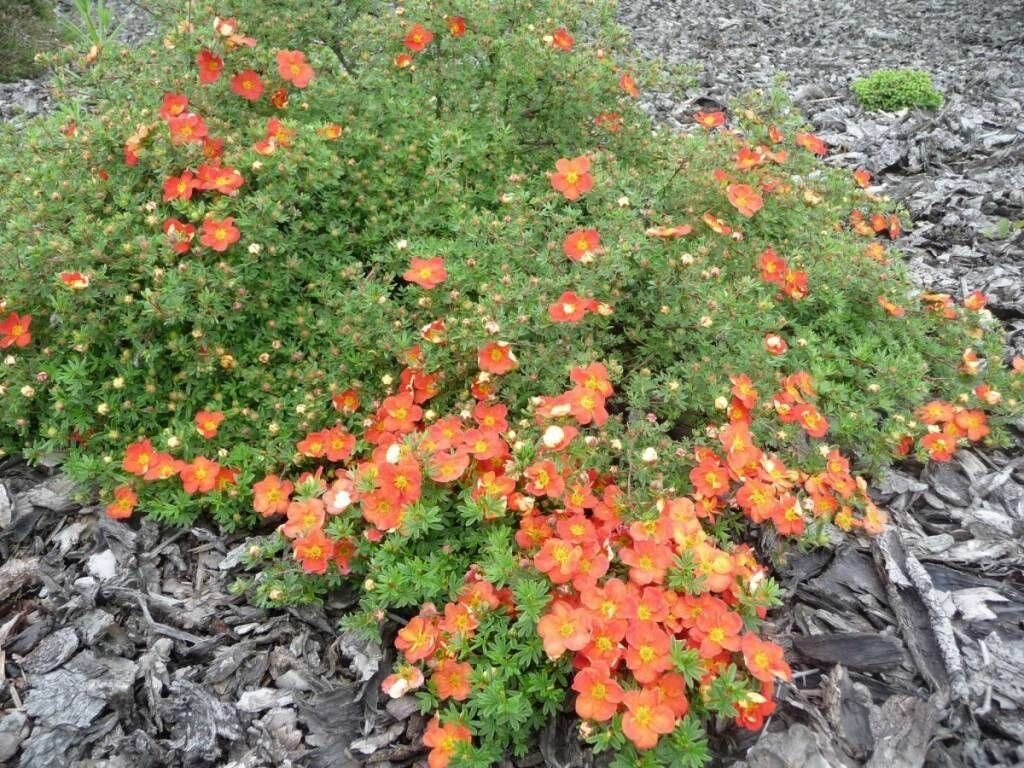 Лапчатка Танжерин (Potentilla fruticosa Tangerine) / морозостойкий сорт — фото 1