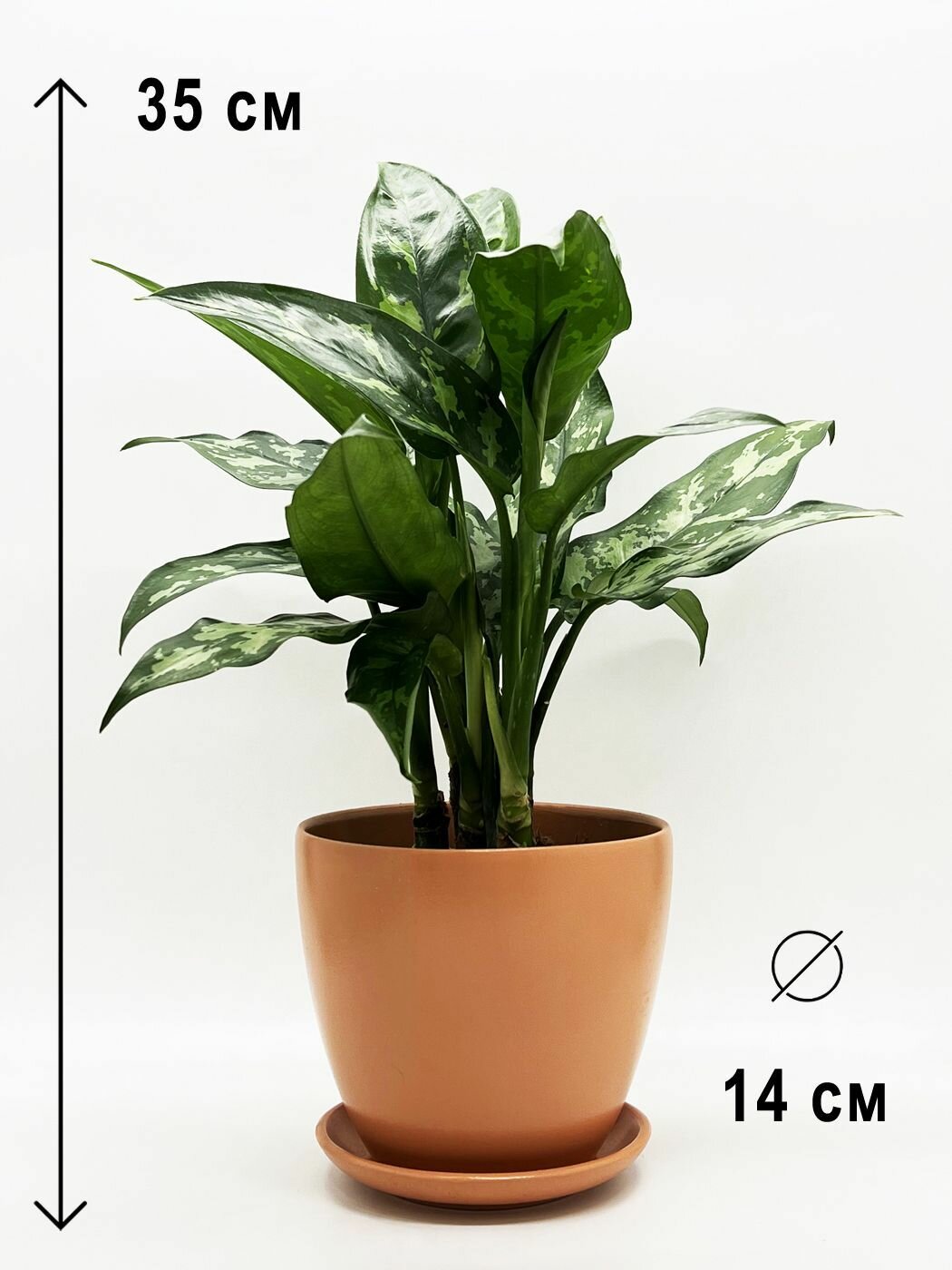 Аглаонема в керамическом персиковом горшке с поддоном, высота композиции 30-35см