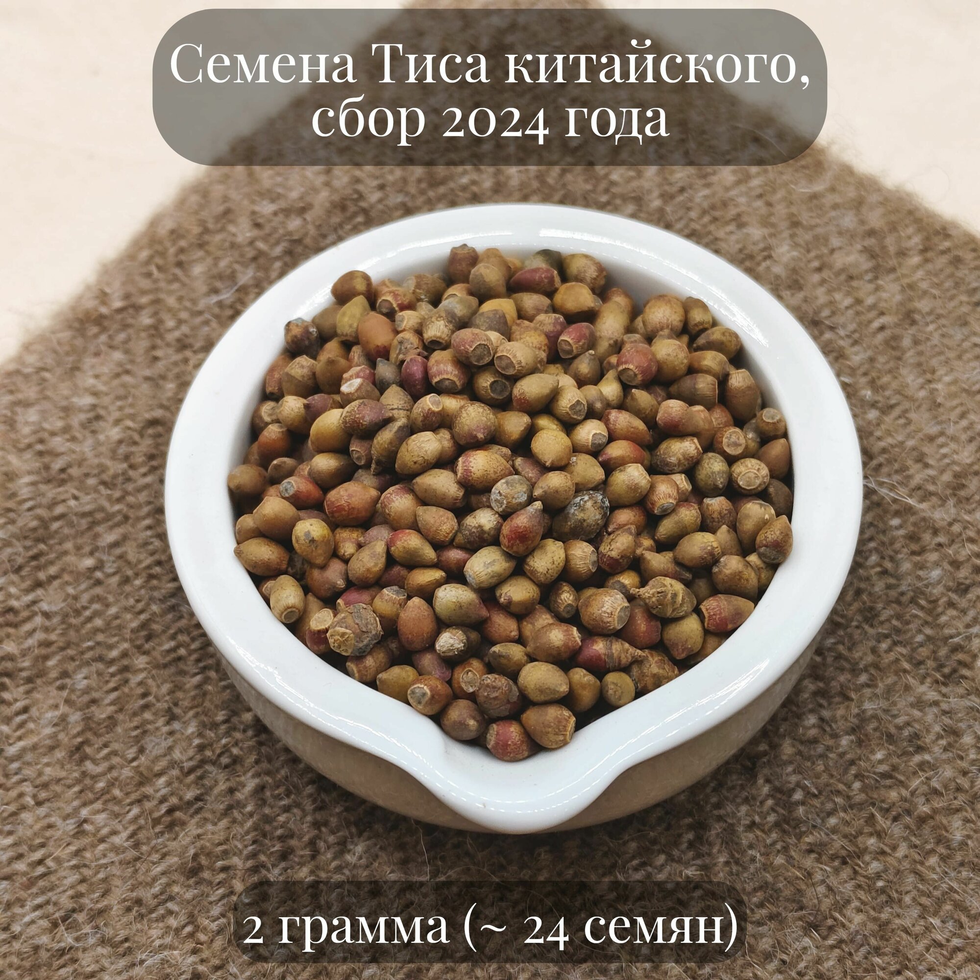 Семена Тиса китайского, 2 грамма (примерно 24 шт)