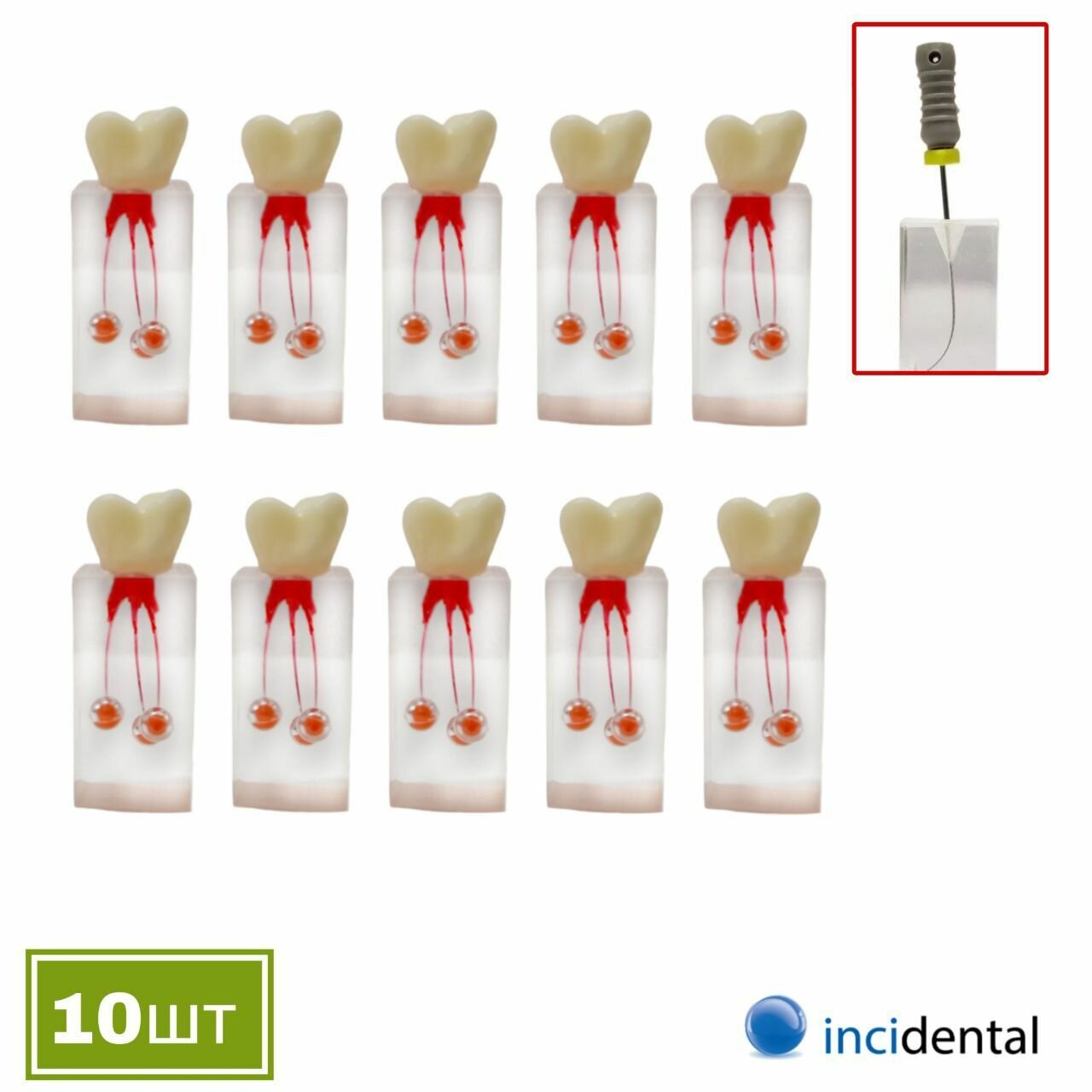Эндоблок Incidental Дентальный канал с коронковой частью, ( 10шт моляр, три канала окрашен, в области апекса ) N5/31 Прозрачные блоки для обучения и закрепления эндодонтических навыков .