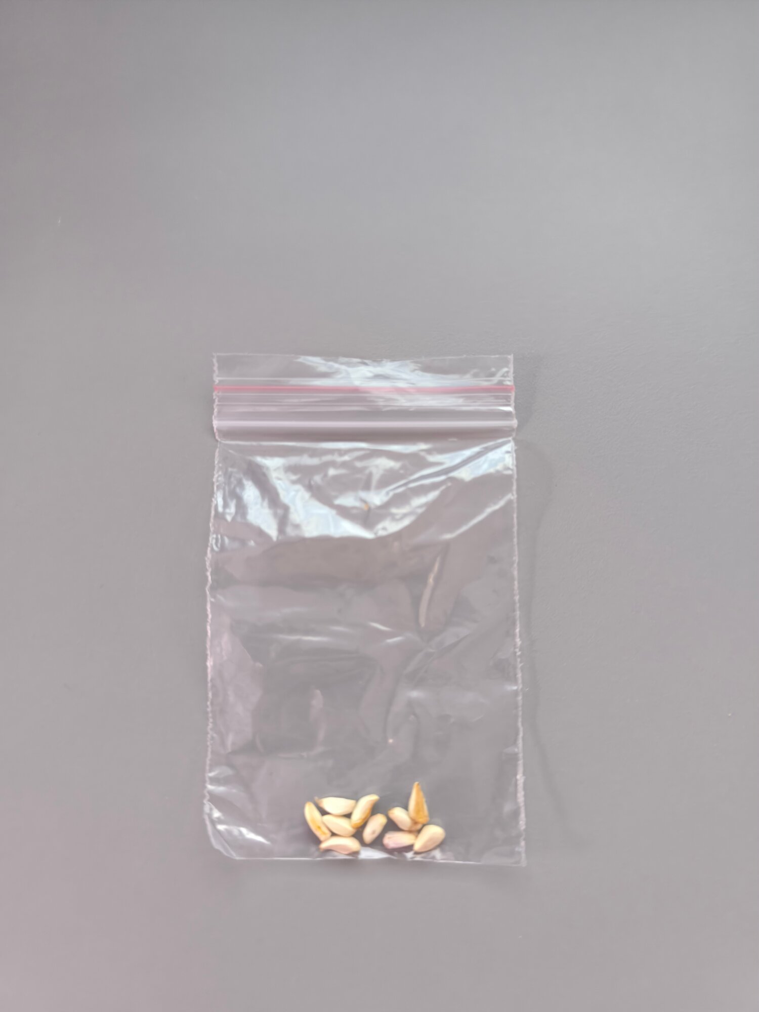 Семена Классический Гранат для домашнего выращивания, 10 штук