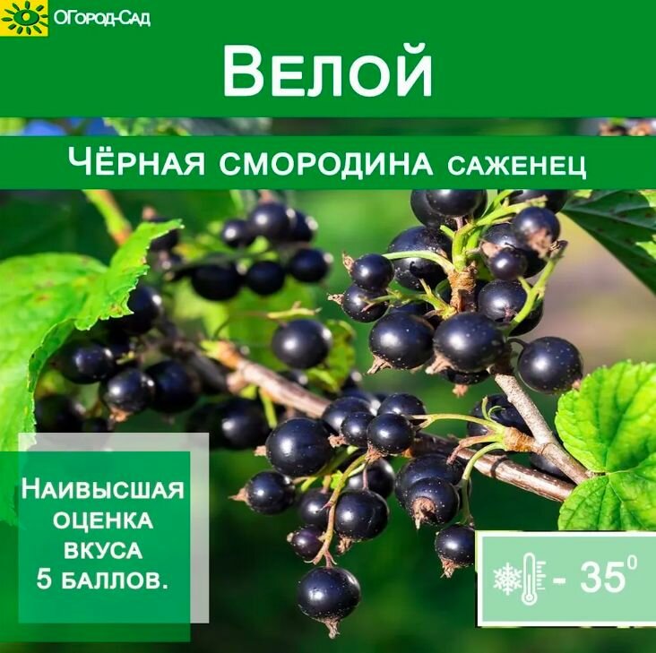 Черная смородина Велой С2