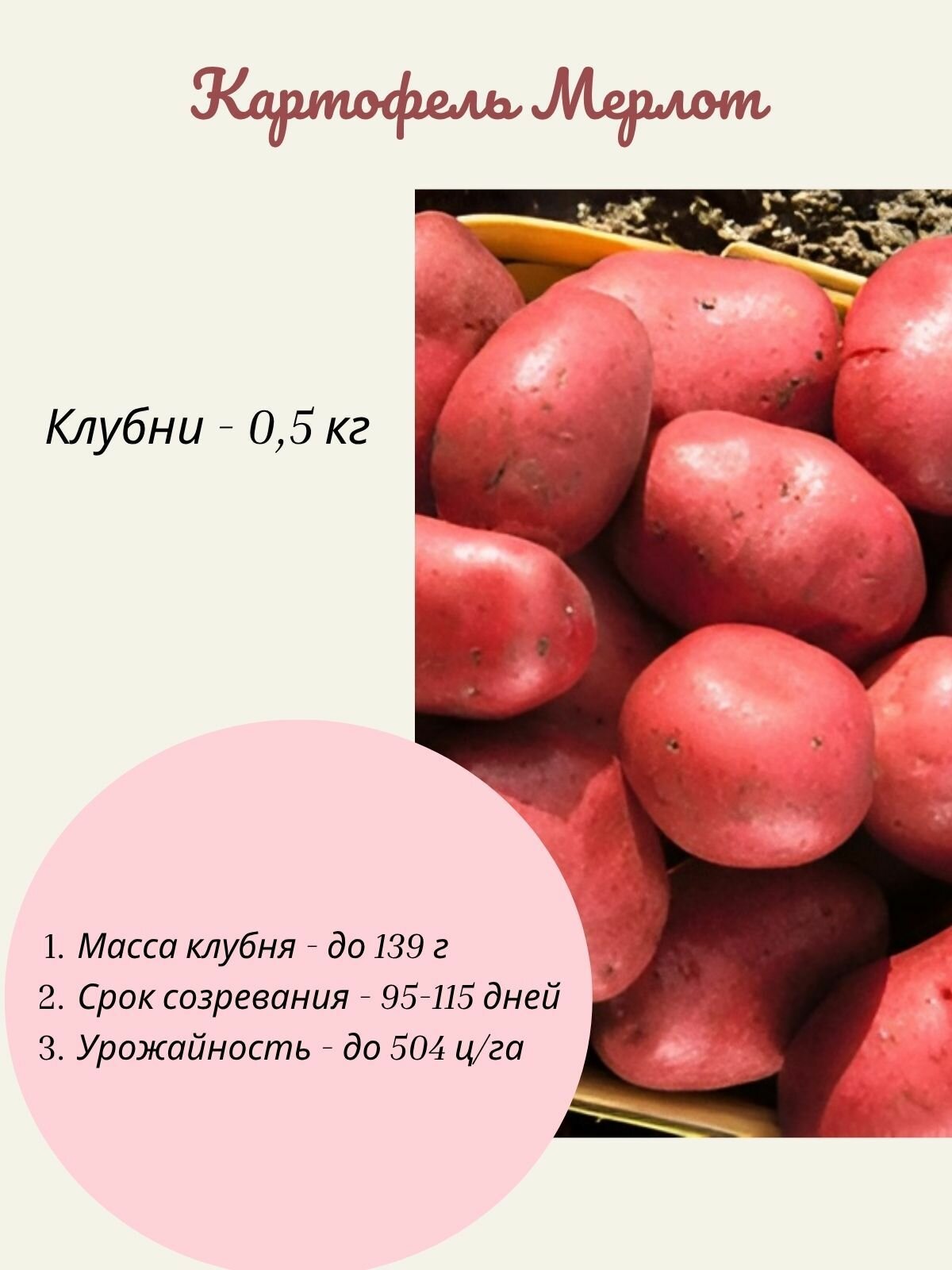 Картофель красный Мерлот 0,5 кг на посадку