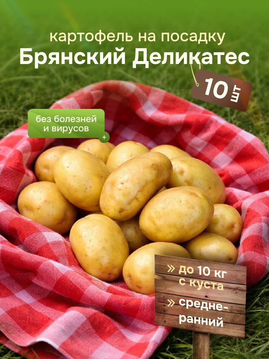 Семенной картофель на посадку Брянский деликатес 10 шт (среднеранний)