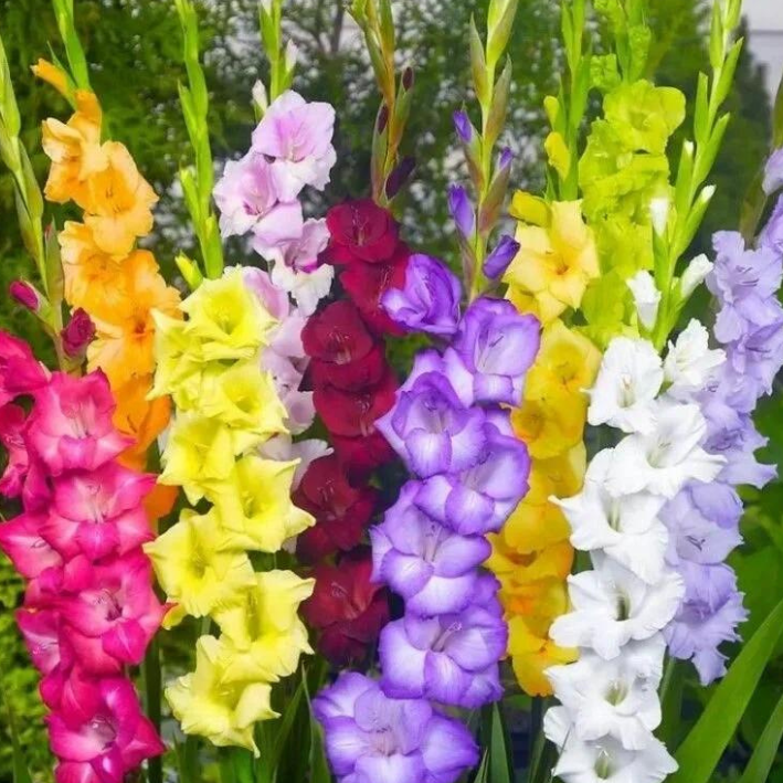 Луковицы цветов, chipollino flowers , Гладиолусы Mix (30 луковиц)