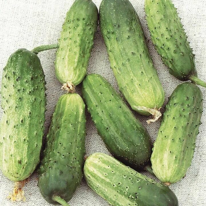 Коллекционные семена огурца F1 Фотон