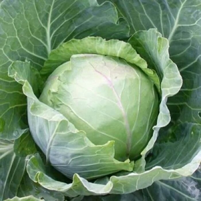 Коллекционные семена капусты б/к Лентяйка F1
