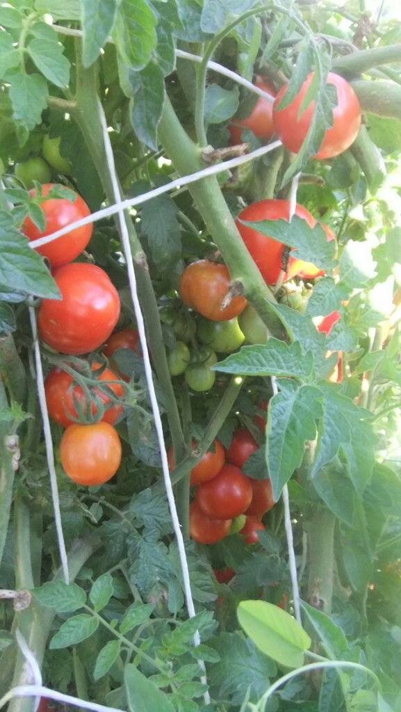 Коллекционные семена томата Чудо на засол