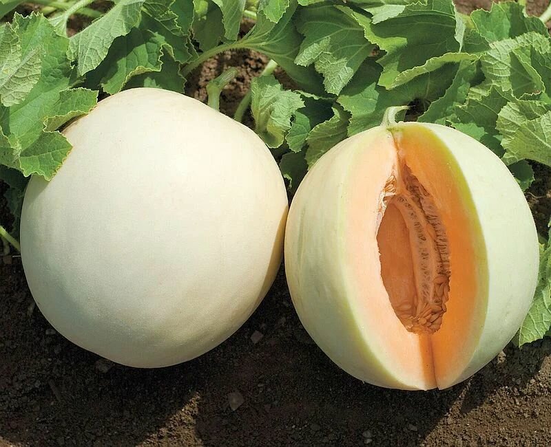 Коллекционные семена дыни F1 Принцесса Анна