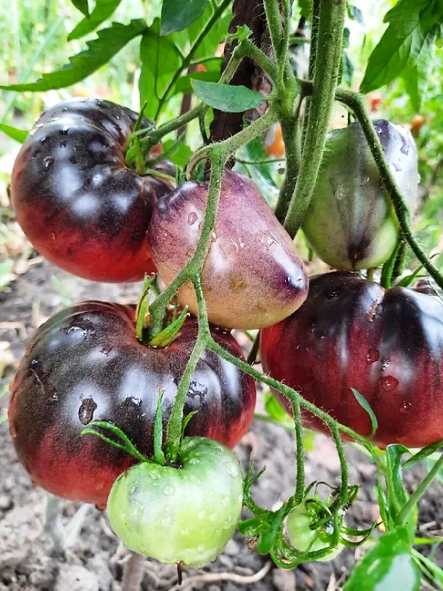 Семена Томат Младший Сержант (Junior Sergeant), 10 штук