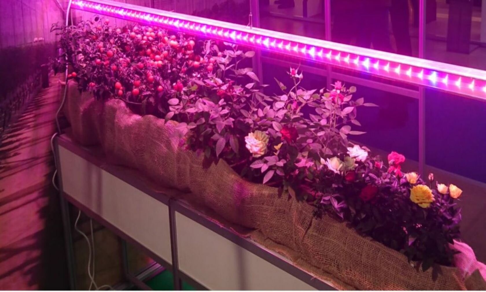 Фитосветильник 30см