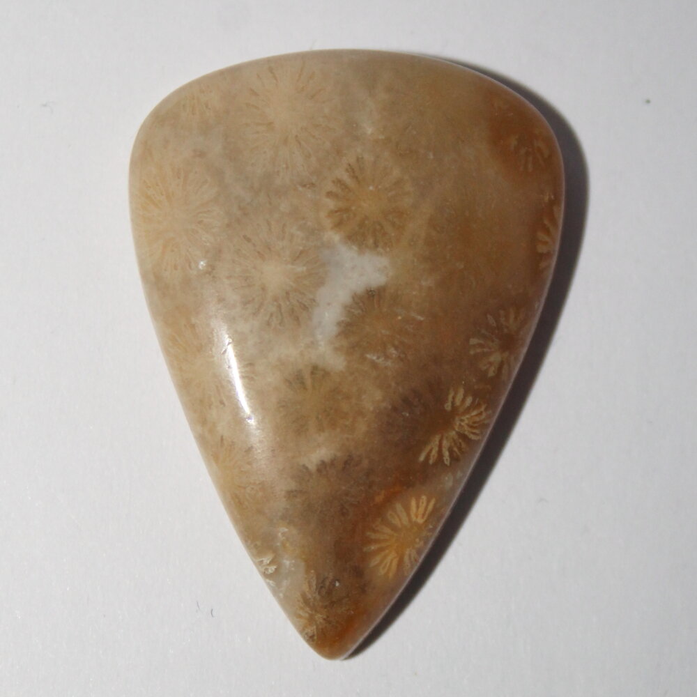 Коллекционный кабошон Коралл, 32х23х4 мм, Индонезия, "True Stones"