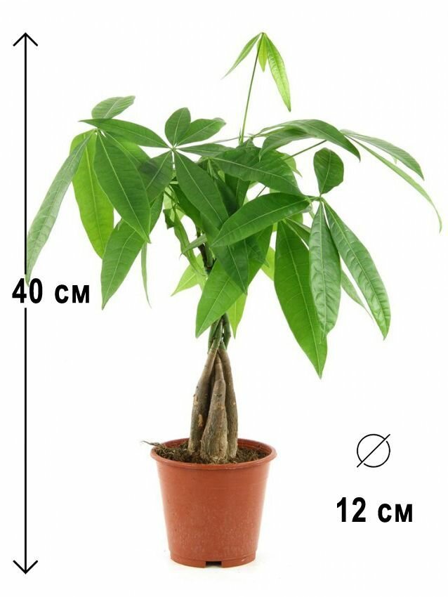 Пахира в горшке, высота 40-50 см