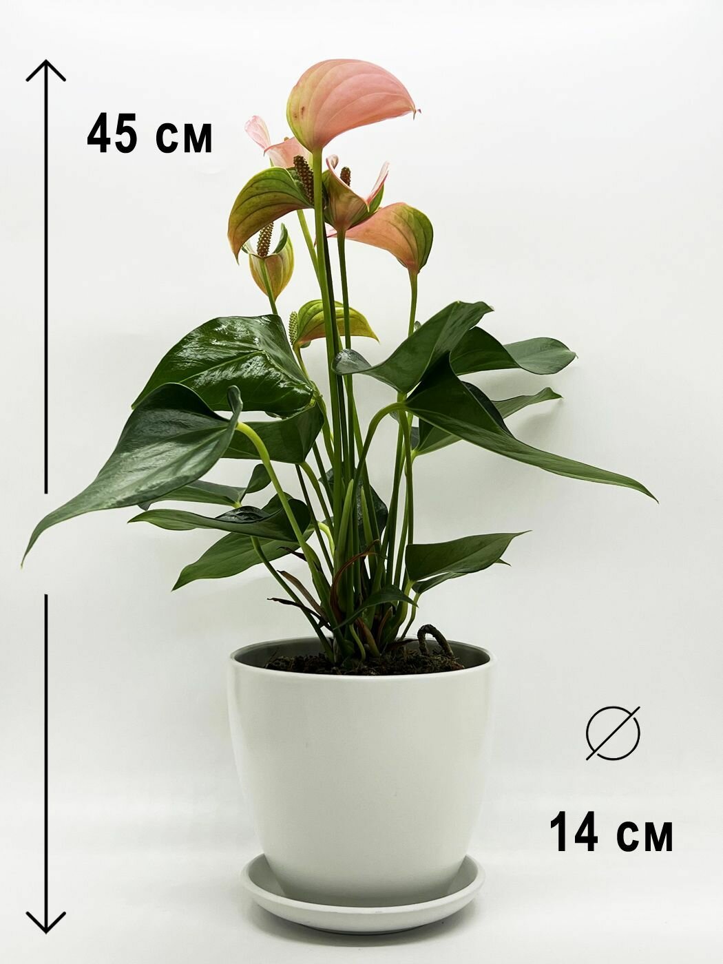 Антуриум Джоли персиковый в керамическом сером горшке с поддоном, высота композиции 35-45см