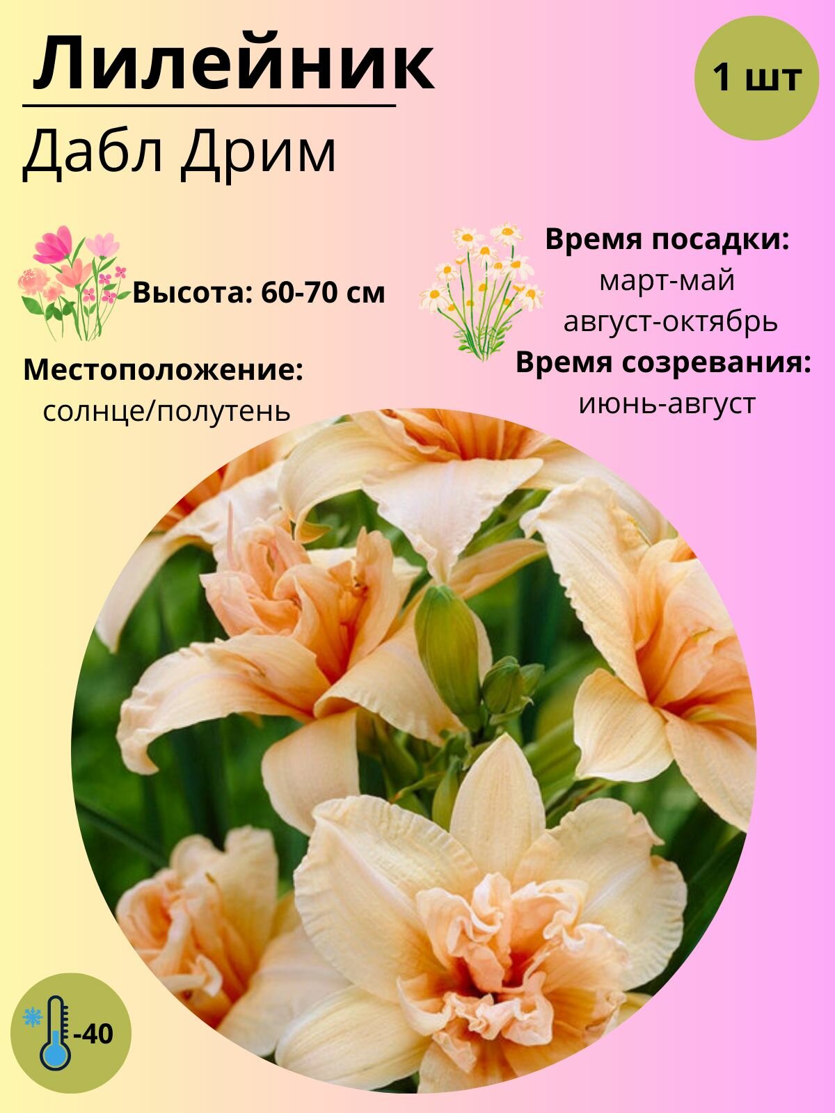 Лилейник Дабл Дрим, многолетние цветы