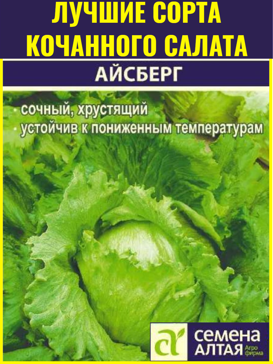 Семена кочанного салата Айсберг -0,5. Крупный кочан, хрустящий лист, долго сохраняет свежесть