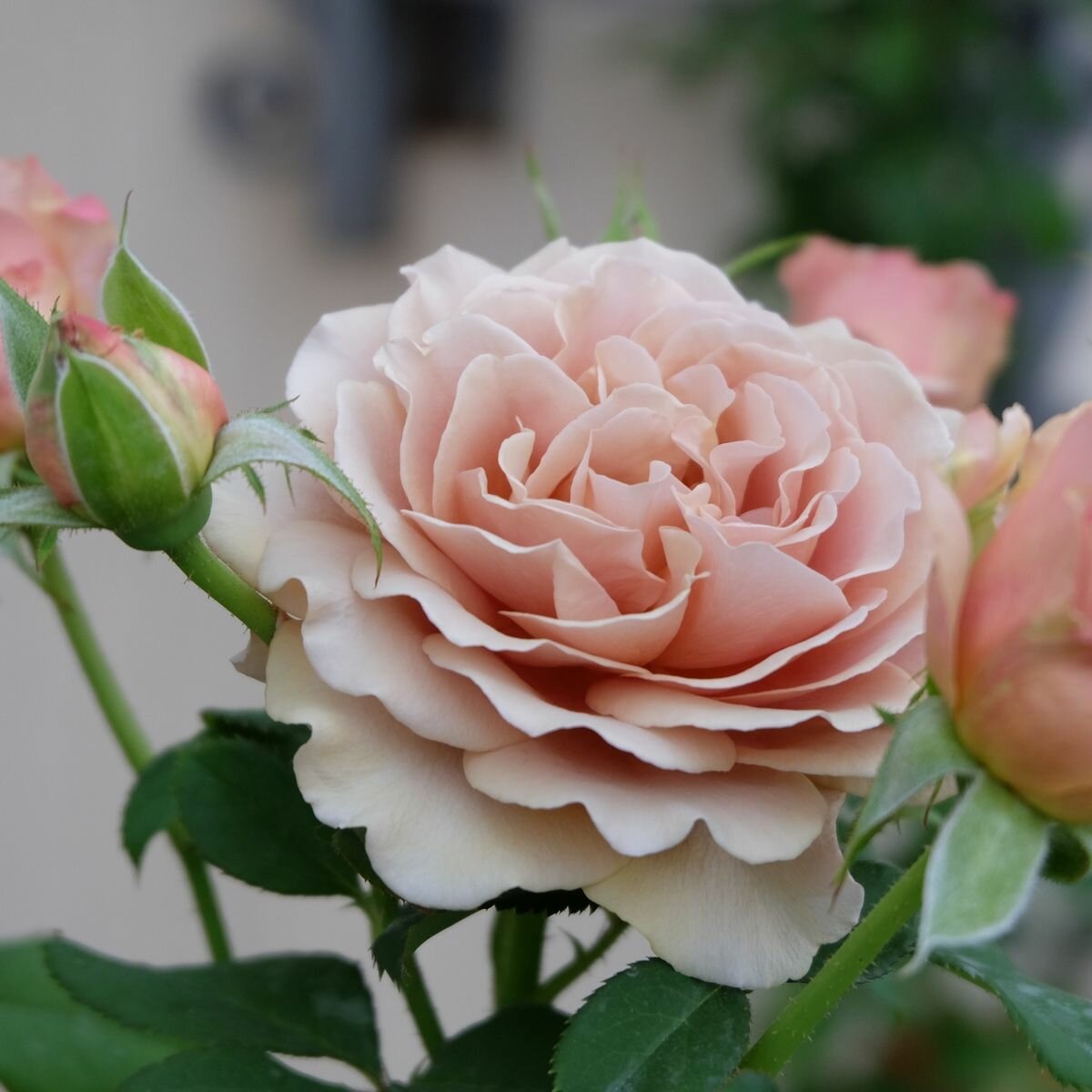 Роза флорибунда Мокароза (Rosa Mokarosa) / 1 шт, ароматный сорт