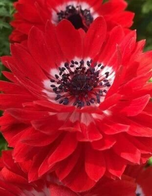 Анемона корончатая Double The Governor 1шт