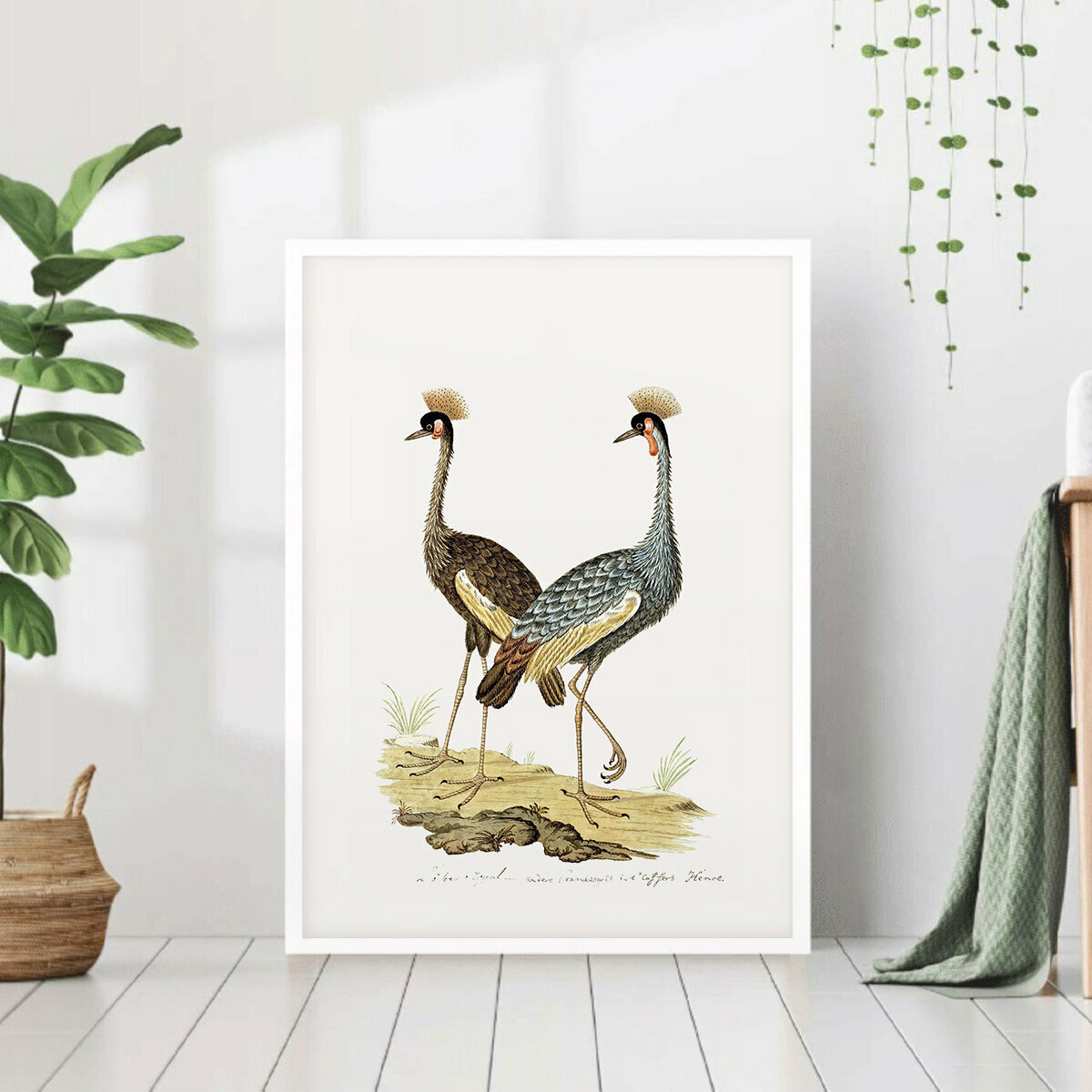 Постер "Королевские журавли иллюстрация винтаж" в белой рамке 40x50 см для интерьера на стену