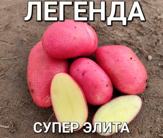 Картофель семенной клубни на посадку селекционный сорт Легенда 0,5 кг