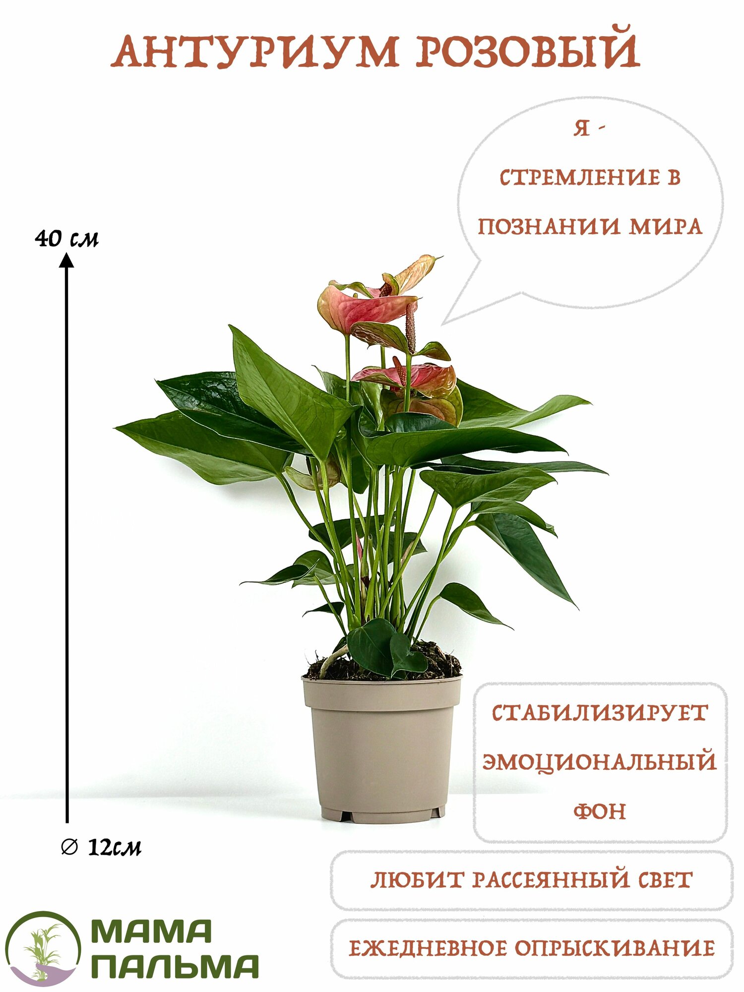 Живое растение Антуриум Розовый в горшке D12 см высота 40 см