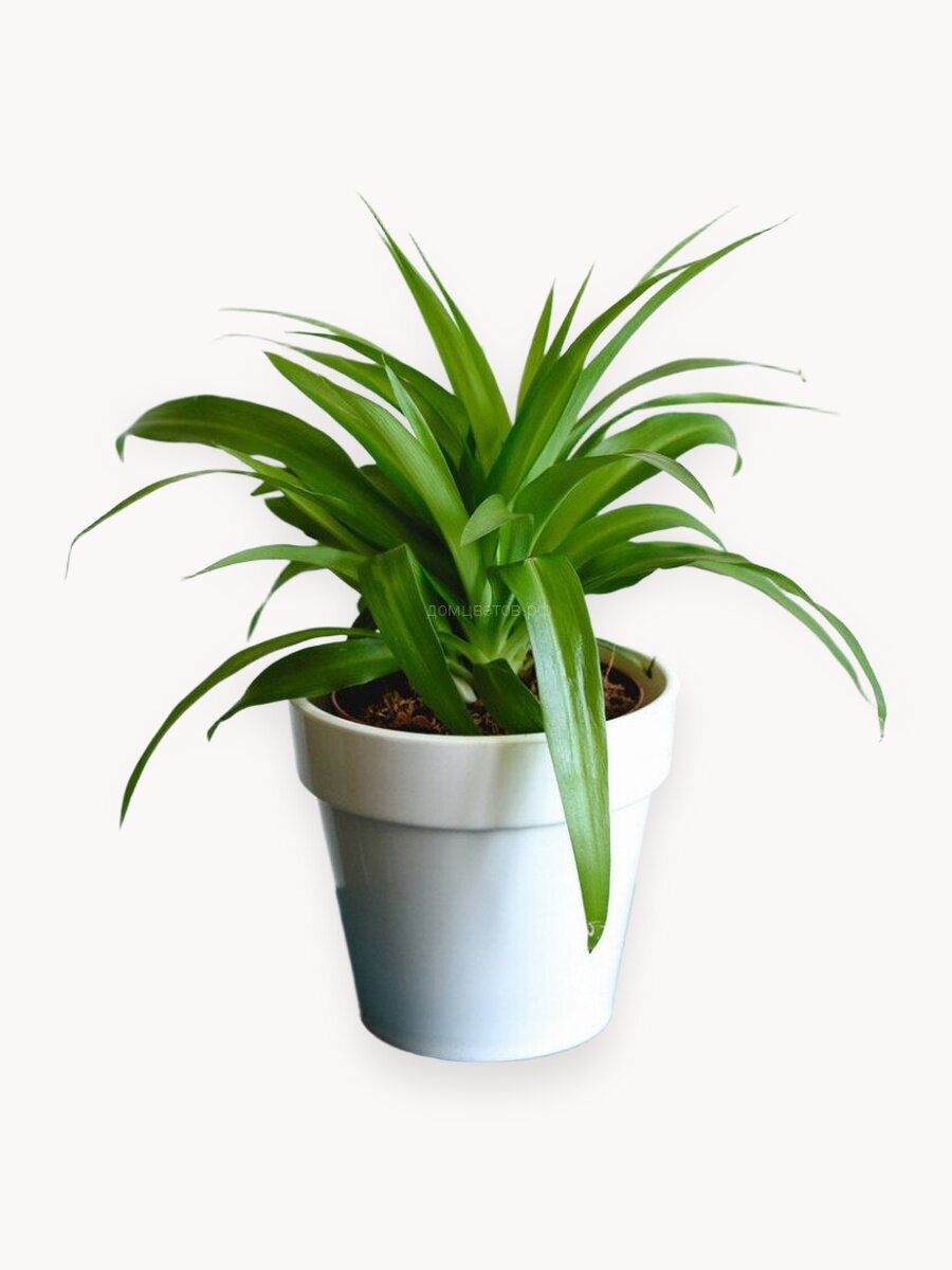 Хлорофитум хохлатый Лемон (30 см)