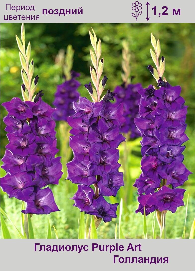 Гладиолус Перпл Арт (Purple Art) луковицы 3 шт сотка