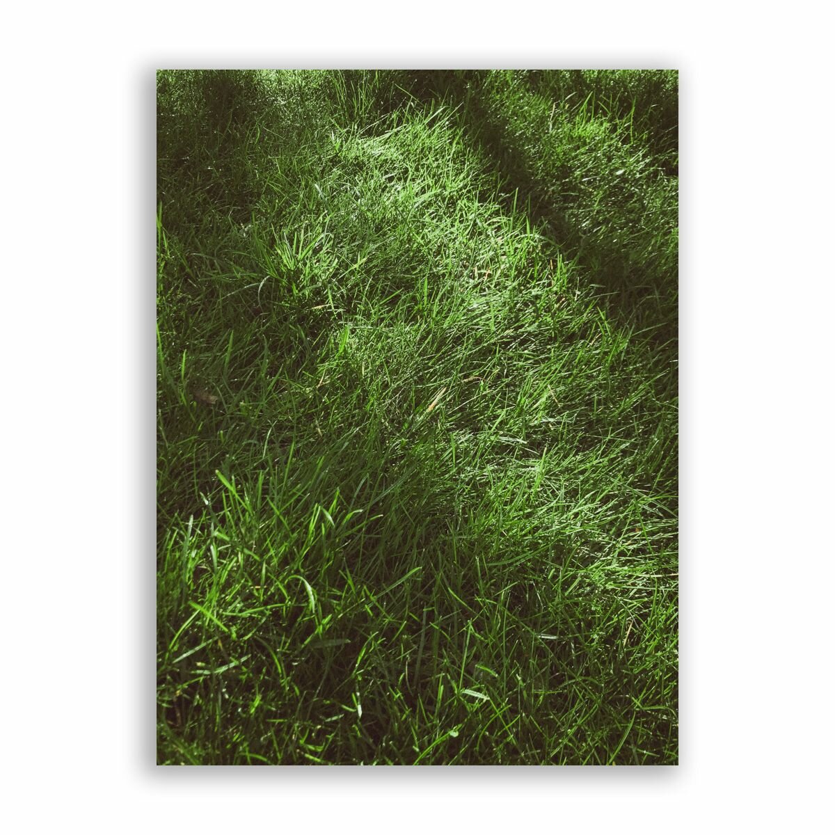 Постер, плакат на бумаге / Трава / Размер 60 x 80 см