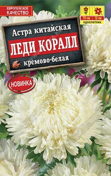 Семена растения астра леди коралл кремово-белая