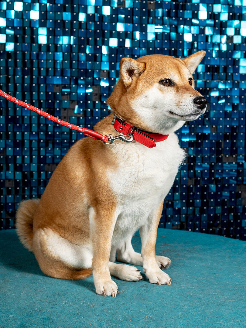 Поводок-спандер эластичный Japan Premium Pet с функцией гашения рывков собаки, красный, размер S