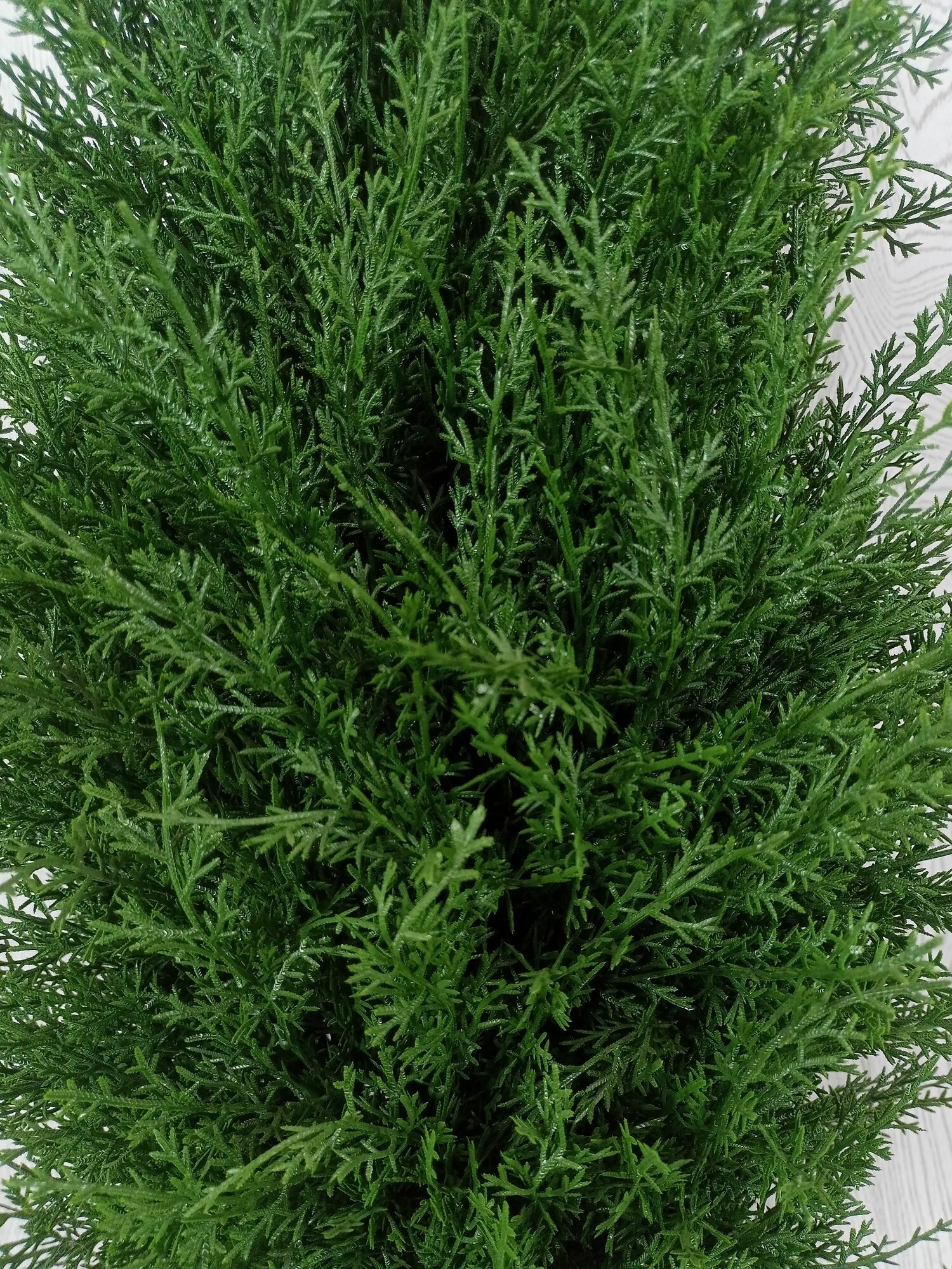 Искусственные цветы,1шт