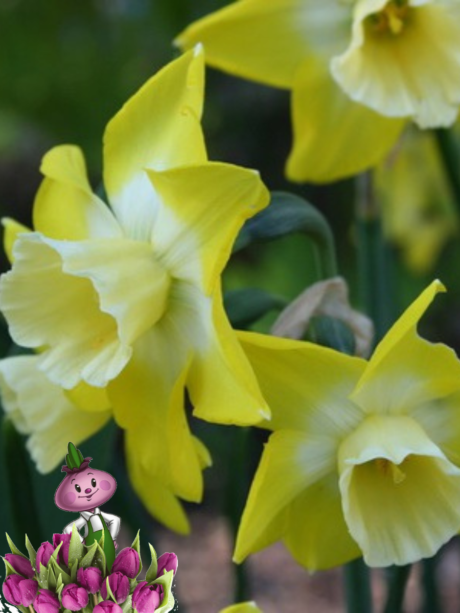 Луковицы цветов, Chipollino flowers, Нарцисс HILLSTAR (3 луковицы)