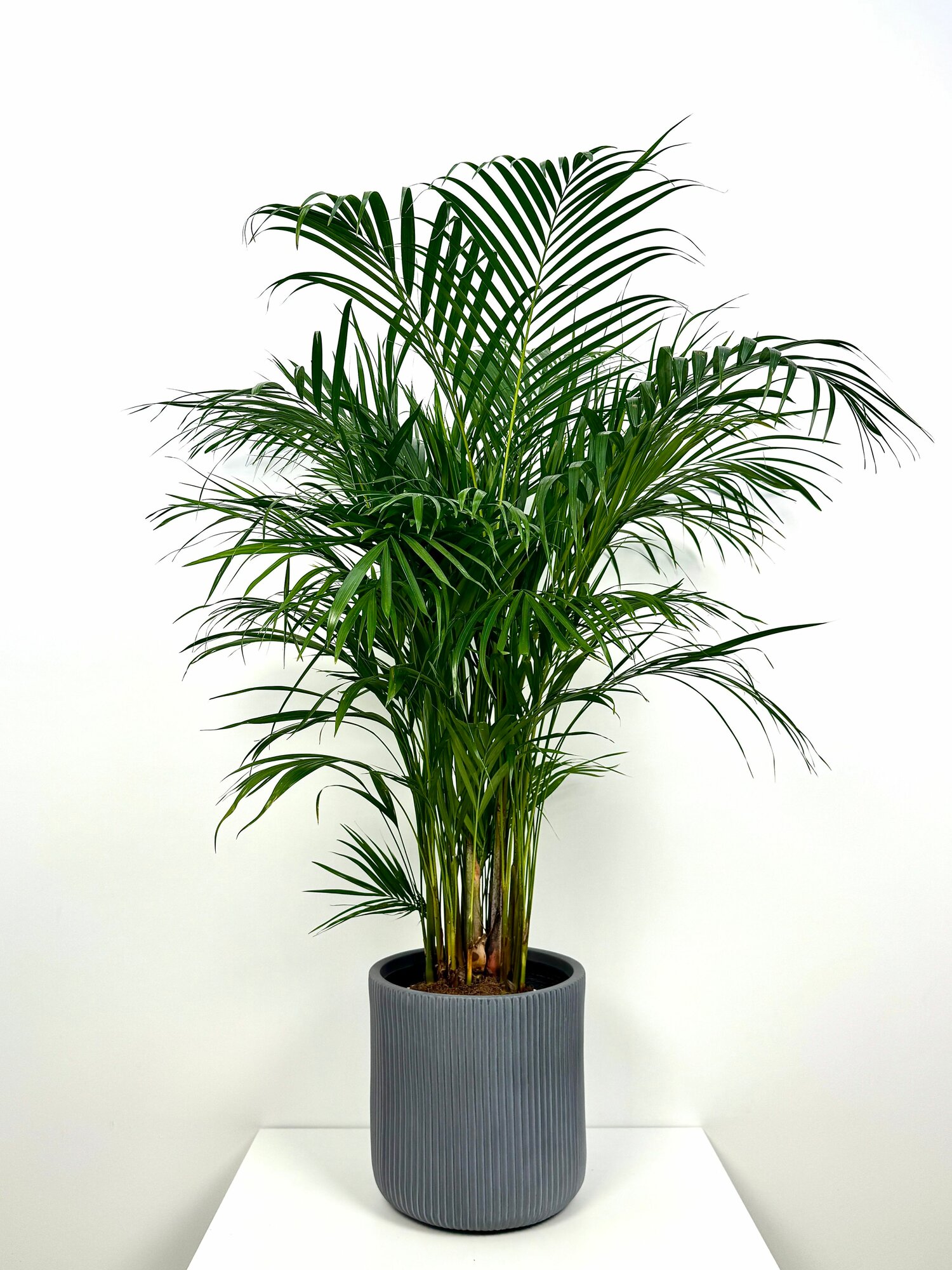 Кашпо напольное для цветов, TREEZ ERGO Jet, цилиндр, дымчато-серый бетон, керамический горшок, 30*30 см, 21 л