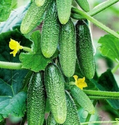 Коллекционные семена огурца F1 Все пучком