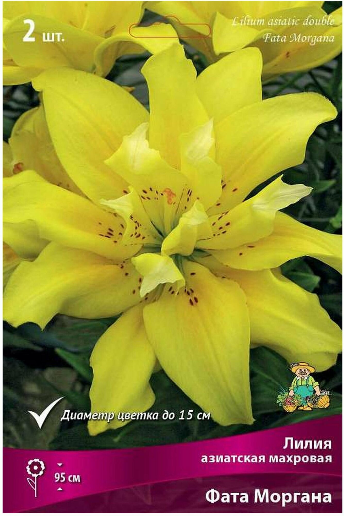 Луковица лилии поиск "Фата Моргана", высота 95см, желтая с темно-красными крапинками