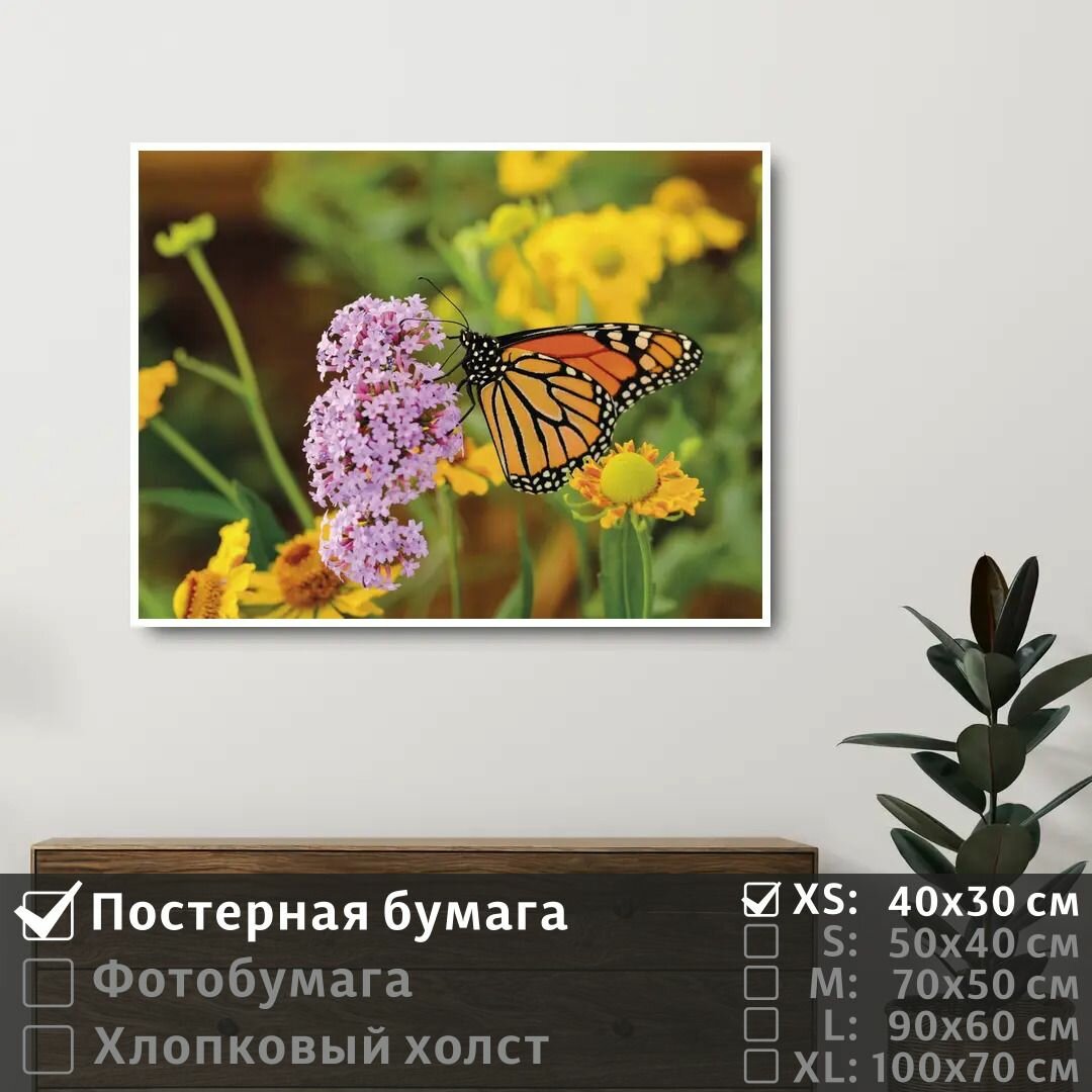 Постер на стену Бабочка На Полевых Сиреневых Цветах 40х30 см ПолиЦентр