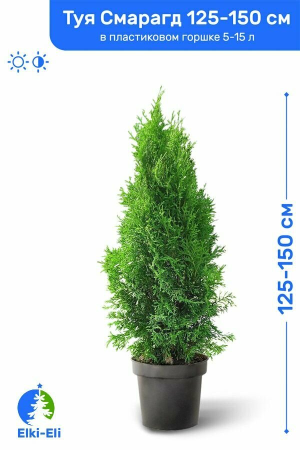 Туя западная Смарагд 125-150 см в пластиковом горшке 5-15 л, саженец, хвойное живое растение